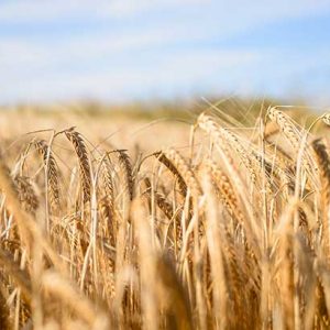 SWA CEO Mark Kent on the future of Scotch - The Spirits Business