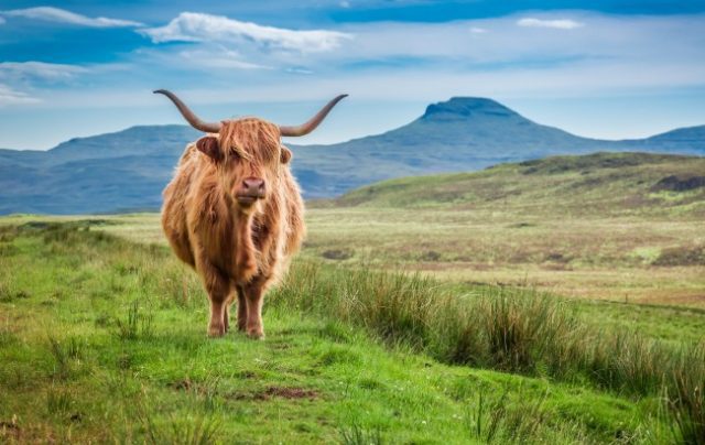 The big interview: Mark Kent, SWA - The Spirits Business