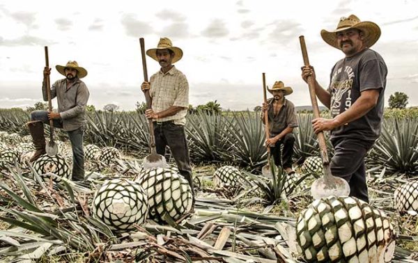 Grow figure: the global potential of Tequila - The Spirits Business
