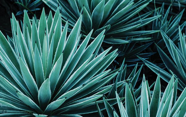Alternative agave spirits on the rise - The Spirits Business