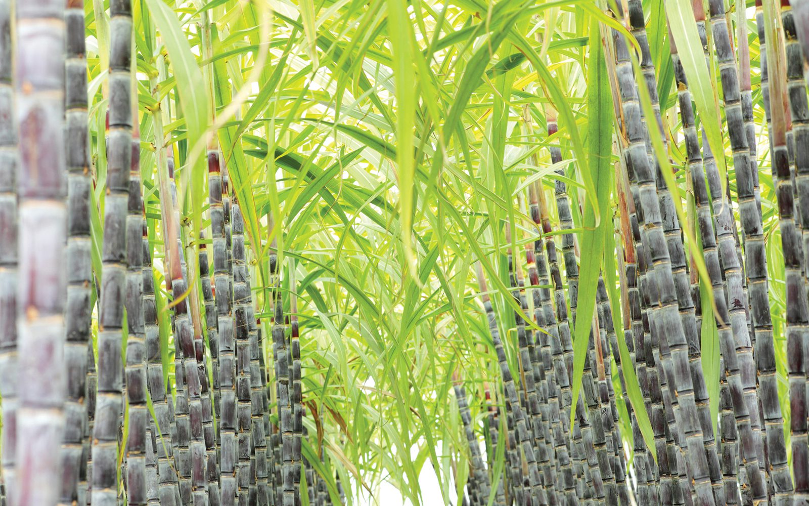 Rum: the perfect travel retail category - The Spirits Business