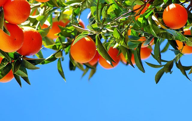 The Gin Masters 2025 – Second Tasting results - The Spirits Business